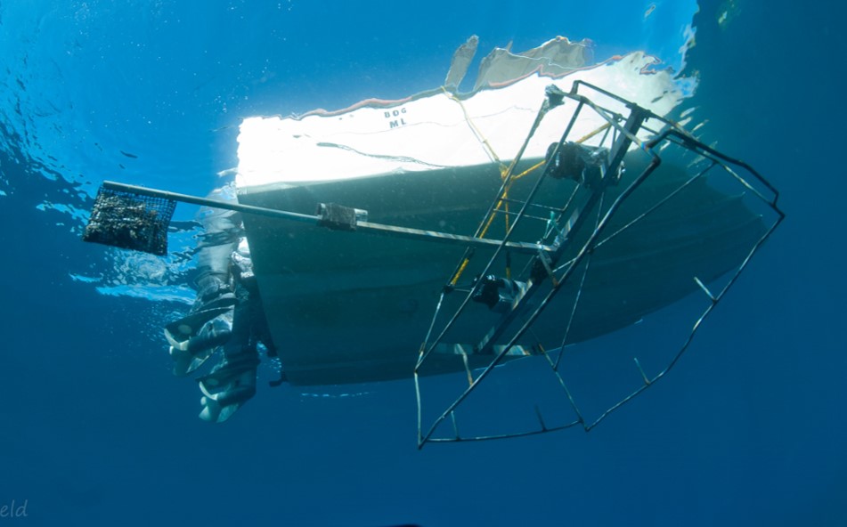 A Field and Video-annotation Guide for Baited Remote Underwater Stereo ...