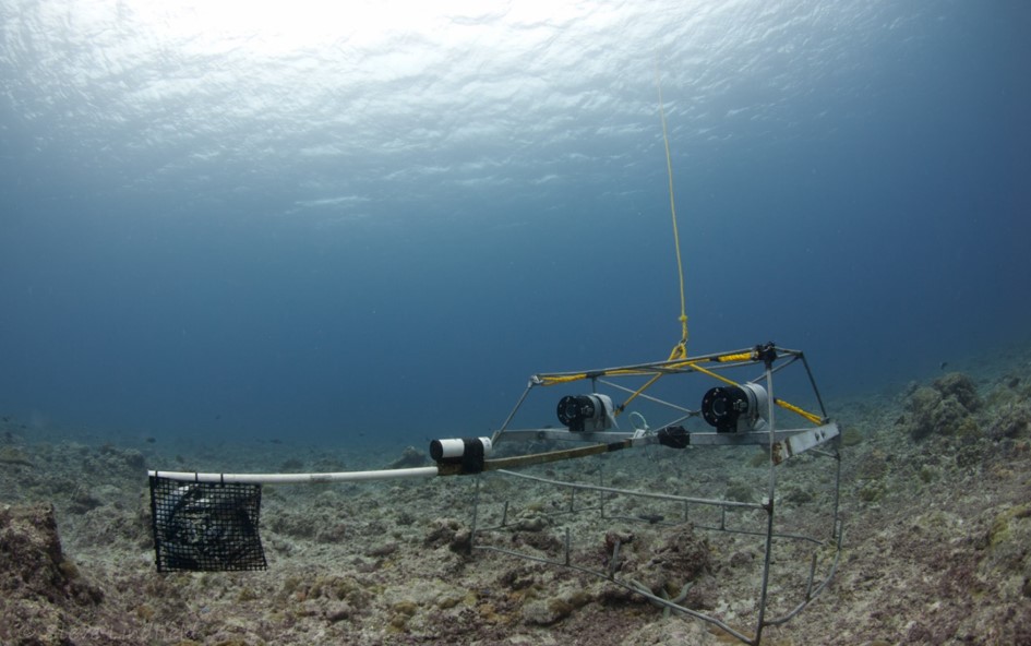 Image Annotations • A Field and Video-annotation Guide for Baited ...