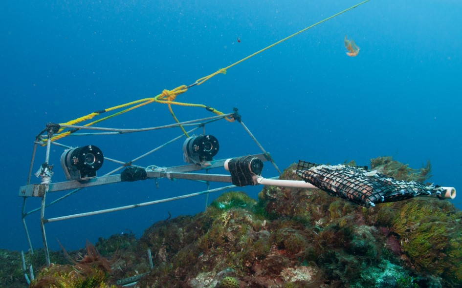 Scope • A Field and Video-annotation Guide for Baited Remote Underwater ...